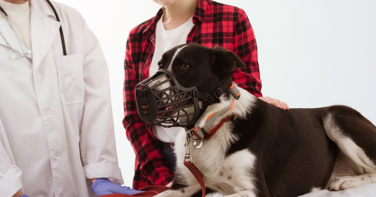 Treats and a Training Plan Help Dogs to Wear a Muzzle, Study Shows