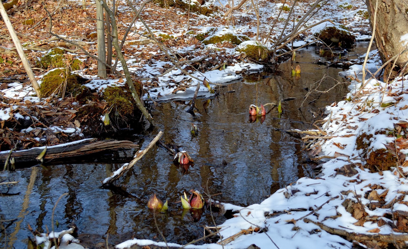 Nature of New York: Spring Ephemeral Wildflowers of Dutchess and Putnam ...