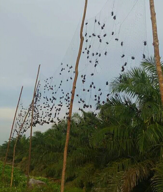 Penanggulangan Hama Kumbang Tanduk (Oryctes) Secara Alami