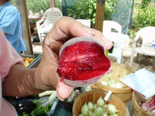 Xtremehorticulture of the Desert: Indian Free Peach Will Require a ...