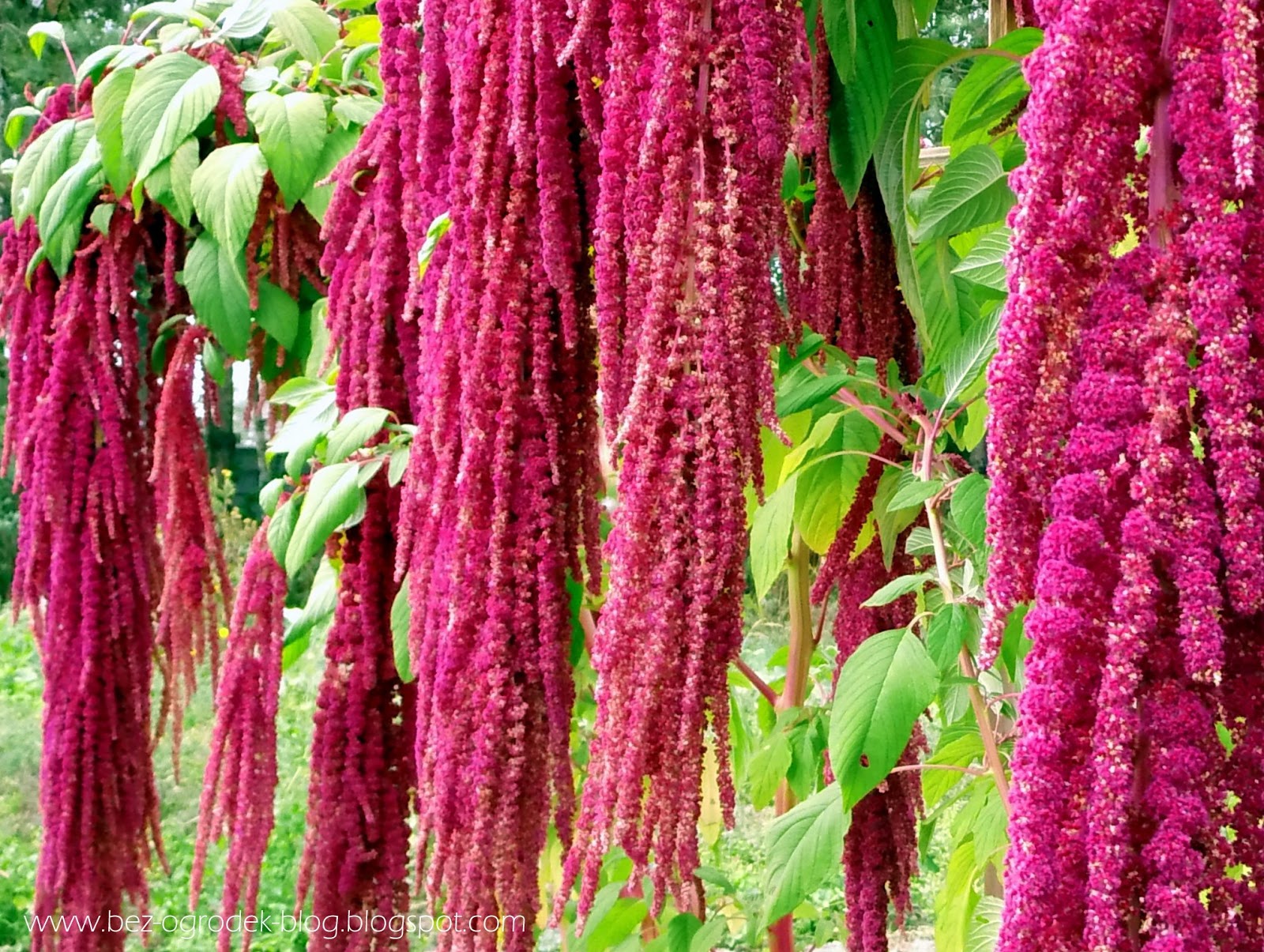 Amarantus czyli szarłat: z ogrodu do kuchni | BEZ OGRÓDEK | blog ogrodniczy