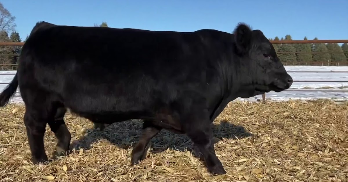 Balancer Cattle Pros & Cons, Characteristics, Origin, Weight