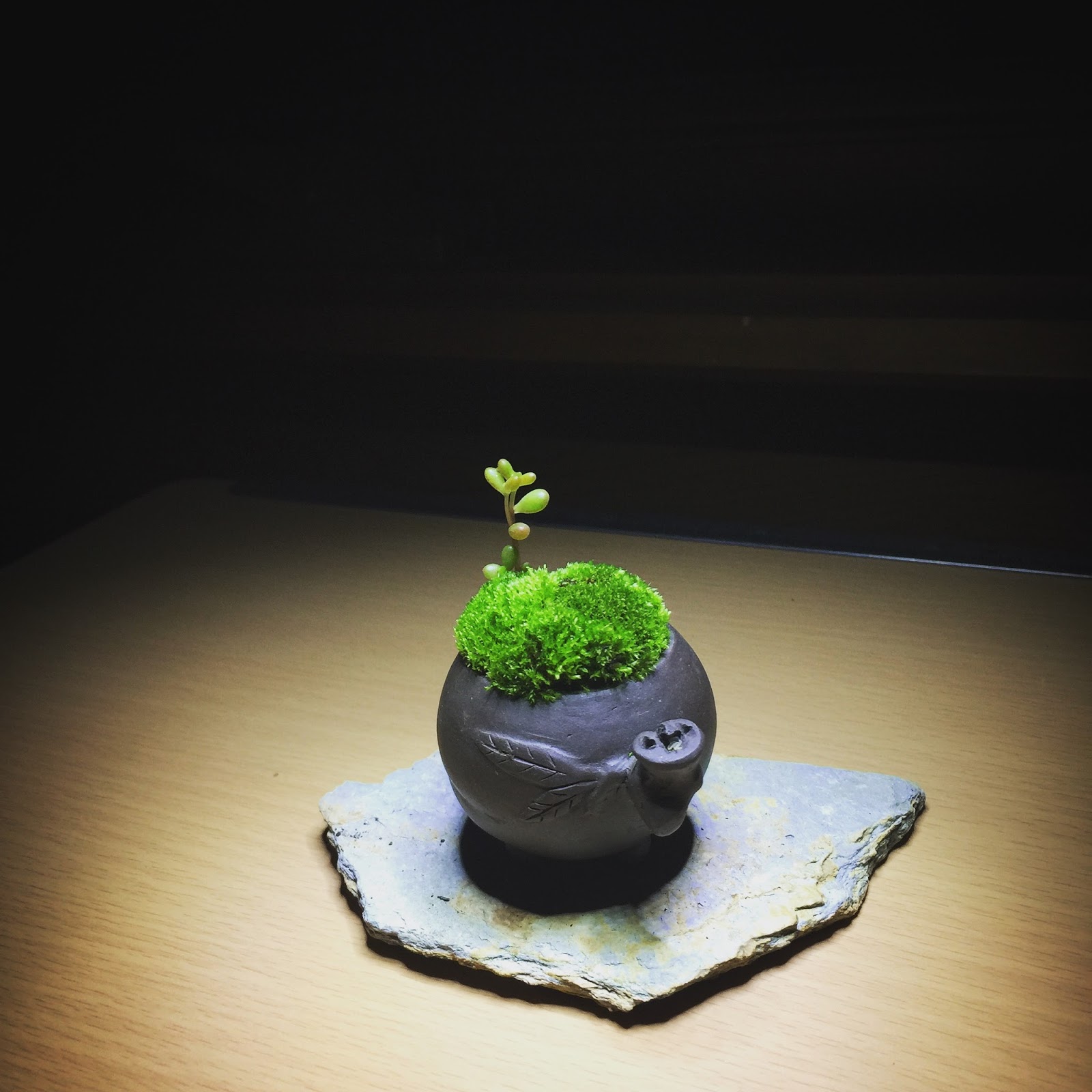 iCuriosity: How to Grow Mini Moss Garden for Desktop.