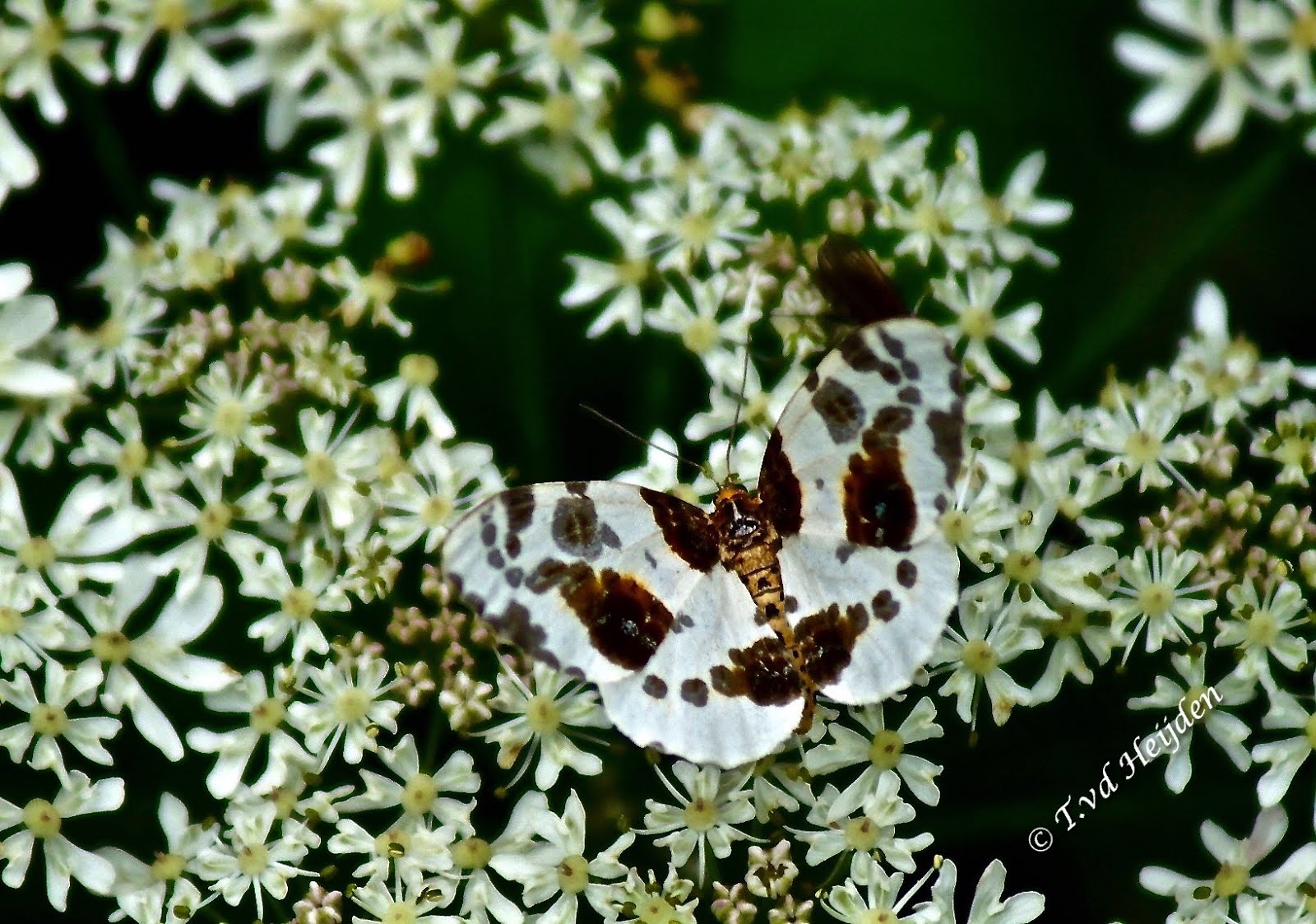 Theo’s Natuur Momenten: DE INSECTEN VAN HET KEMPEN~BROEK