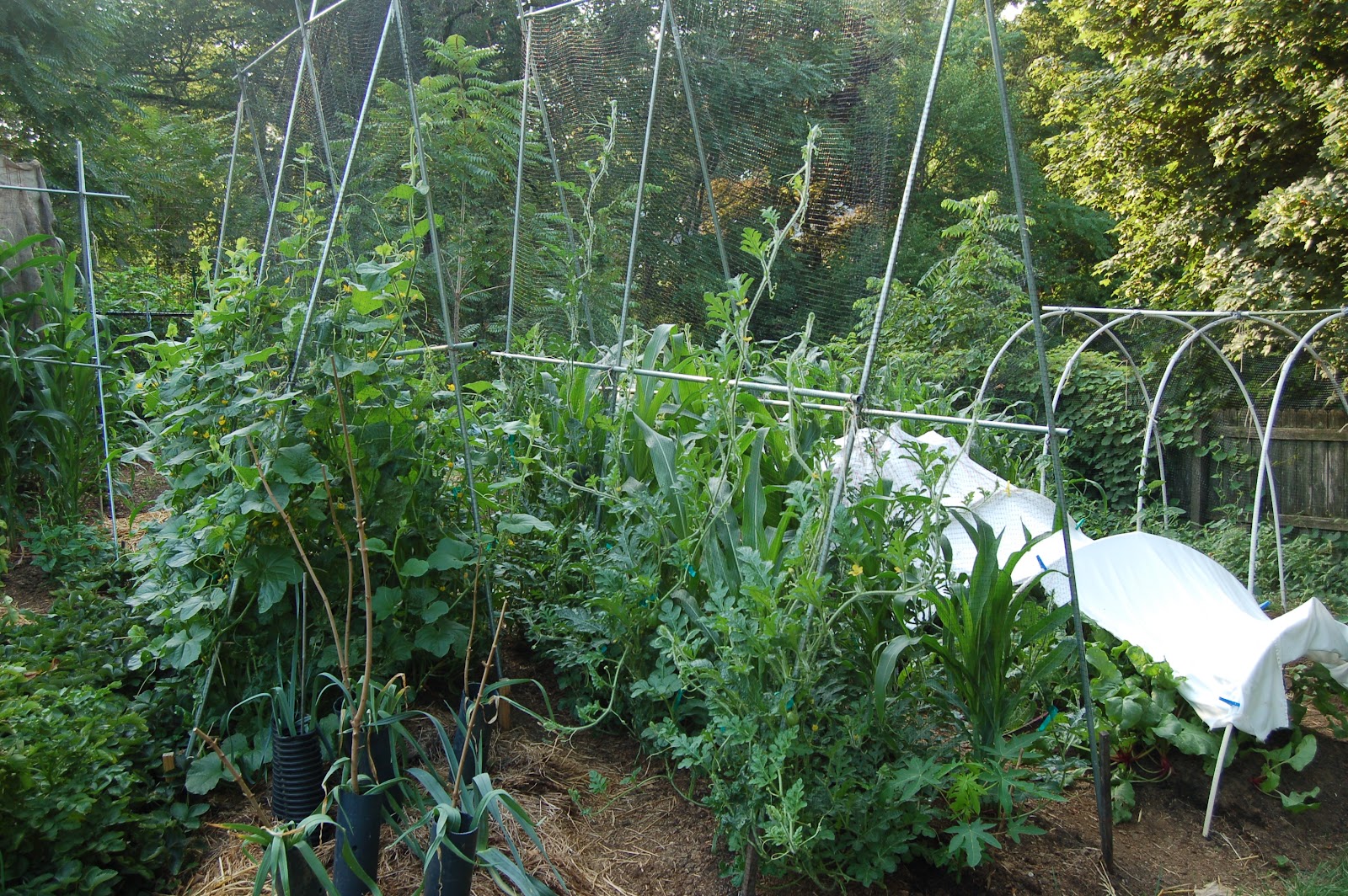 Midwestern Garden: Here is a shot of my vertical watermelon and ...