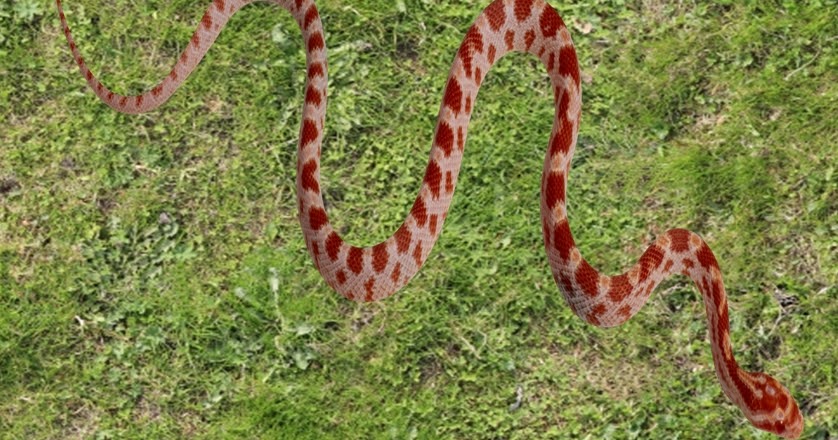 GIRL and the RATTLESNAKE - A Must Read Story