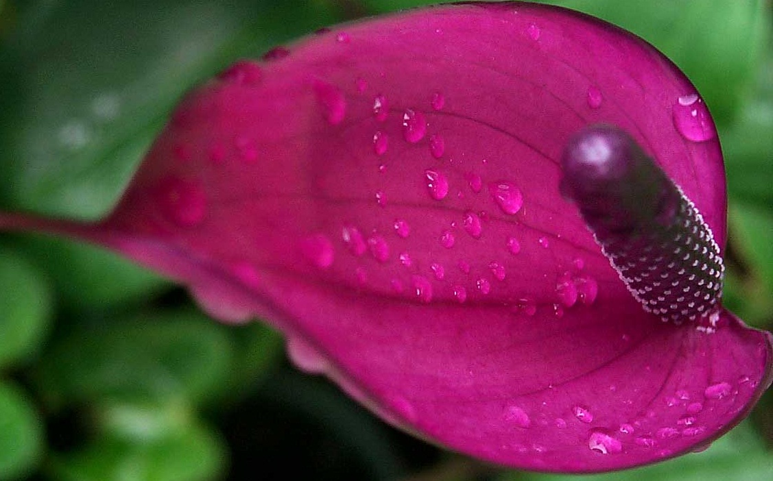 Anthurium Flower | FLOWERS WORLD
