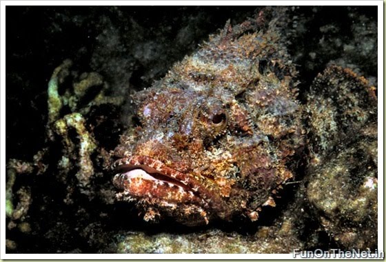 Pratap Singh Top 10 Most Poisonous Animals In The World pratap-singh-top-10-most-poisonous-animals-in-the-world