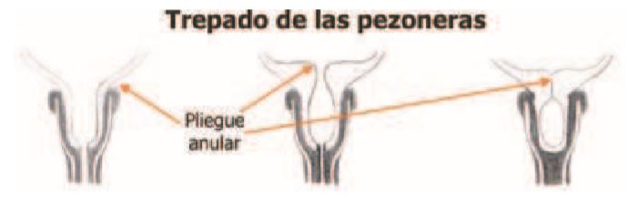 ¿Cómo es la ubre por dentro?