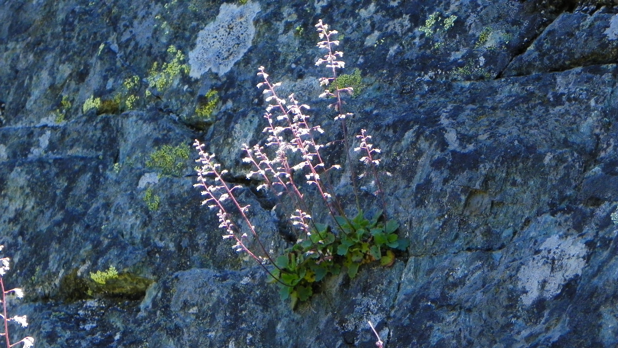 Heuchera micrantha - Crevice alumroot - Small-flowered alumroot care ...