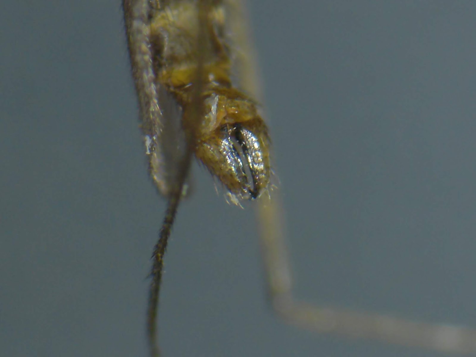 Diptera and Fungi: Ditomyiidae-Asioditomyia