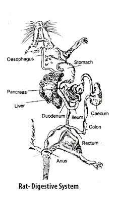 B. Sc. - II Animal Diversity- IV (Old) : Study of rat- DEMONSTRATION OF ...