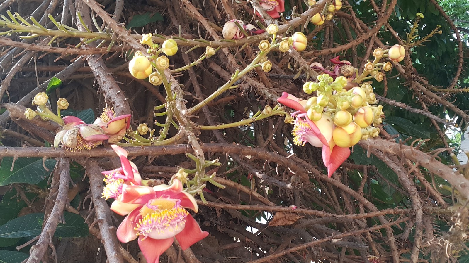 BUDDHISM IN CAMBODIA: SALA Tree
