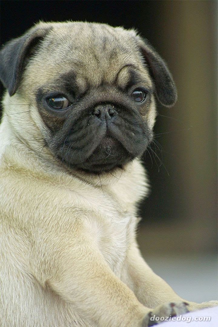 Rules of the Jungle: Pug puppy