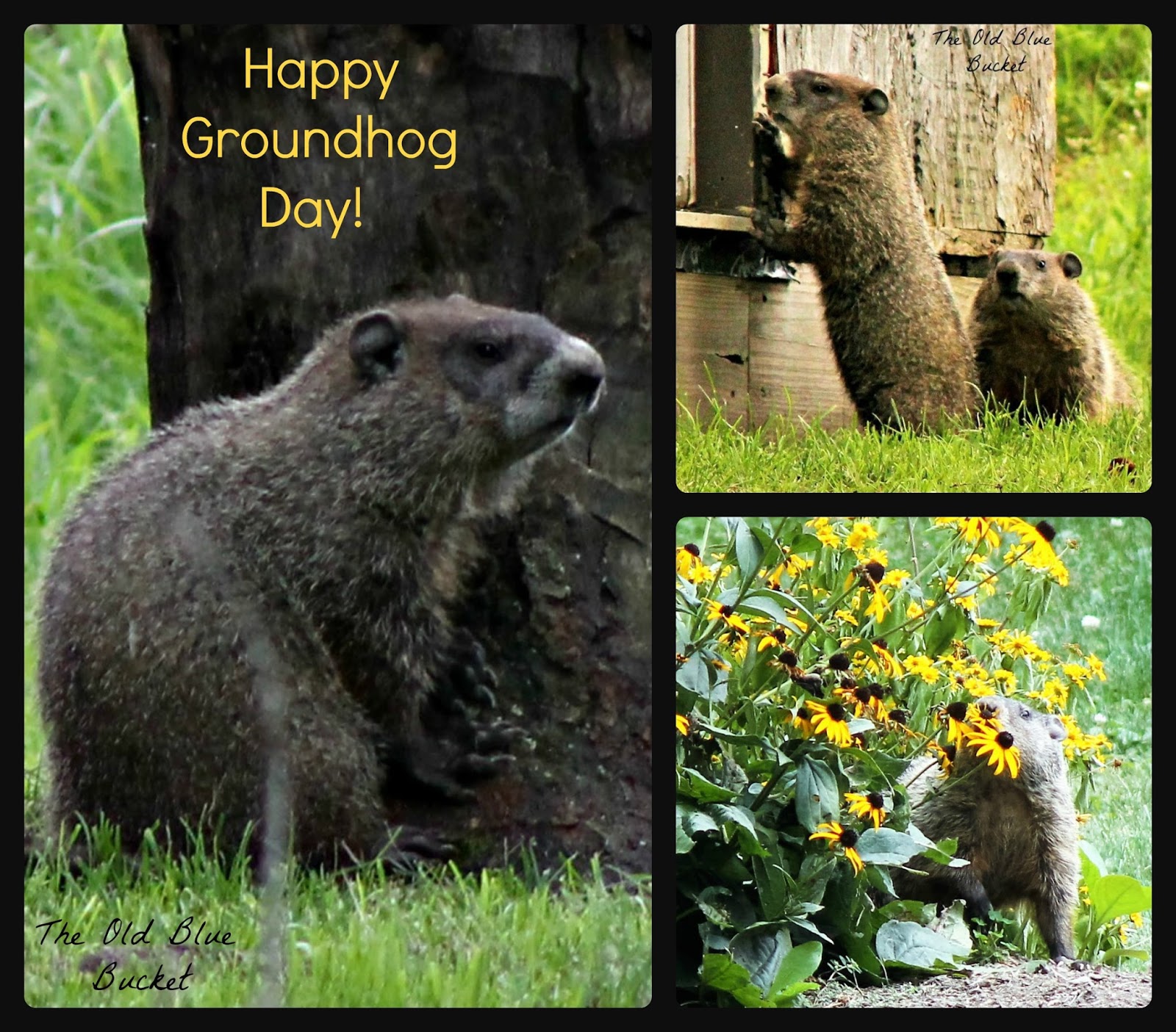 The Old Blue Bucket: Happy Groundhog Day!
