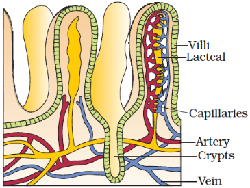 Digestion and Absorption | Plus One | Exam Capsule Notes (Web and PDF)
