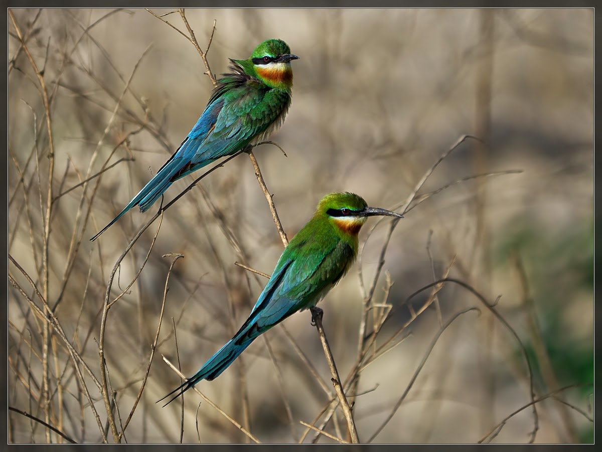 The beautiful bee eaters