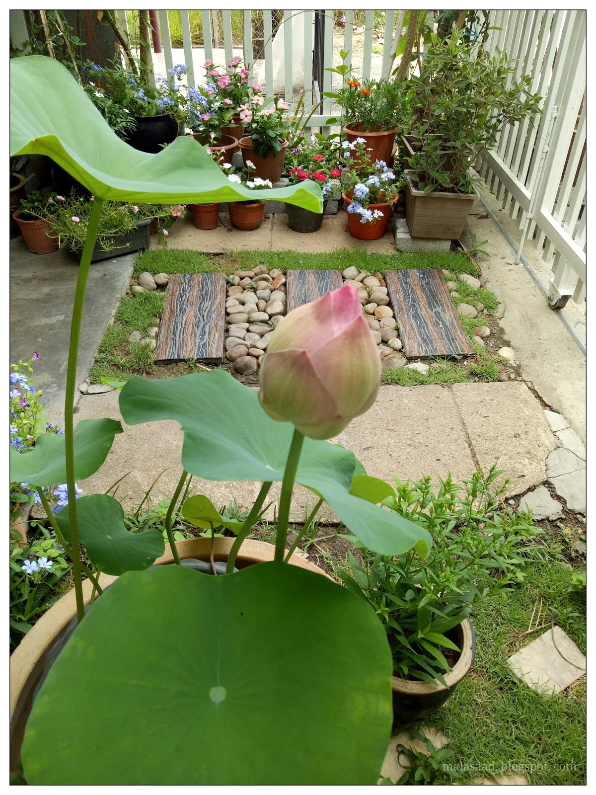 Tanam Pokok Teratai Dalam Pasu | pokokgempi