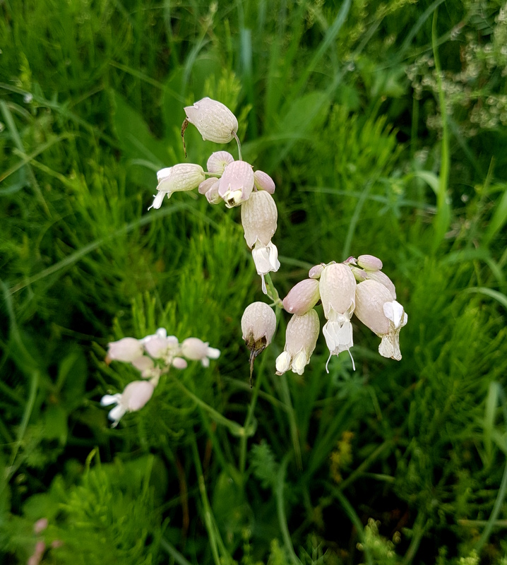 Floarea -bunica: Flori de camp - Miercurea fara cuvinte