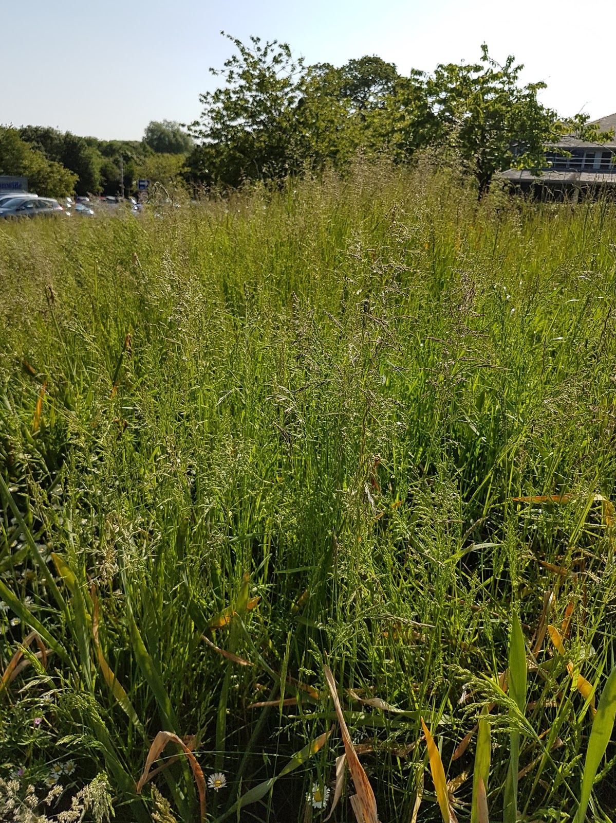 Michael Peverett: At a glance: Smooth and Rough Meadow-grass