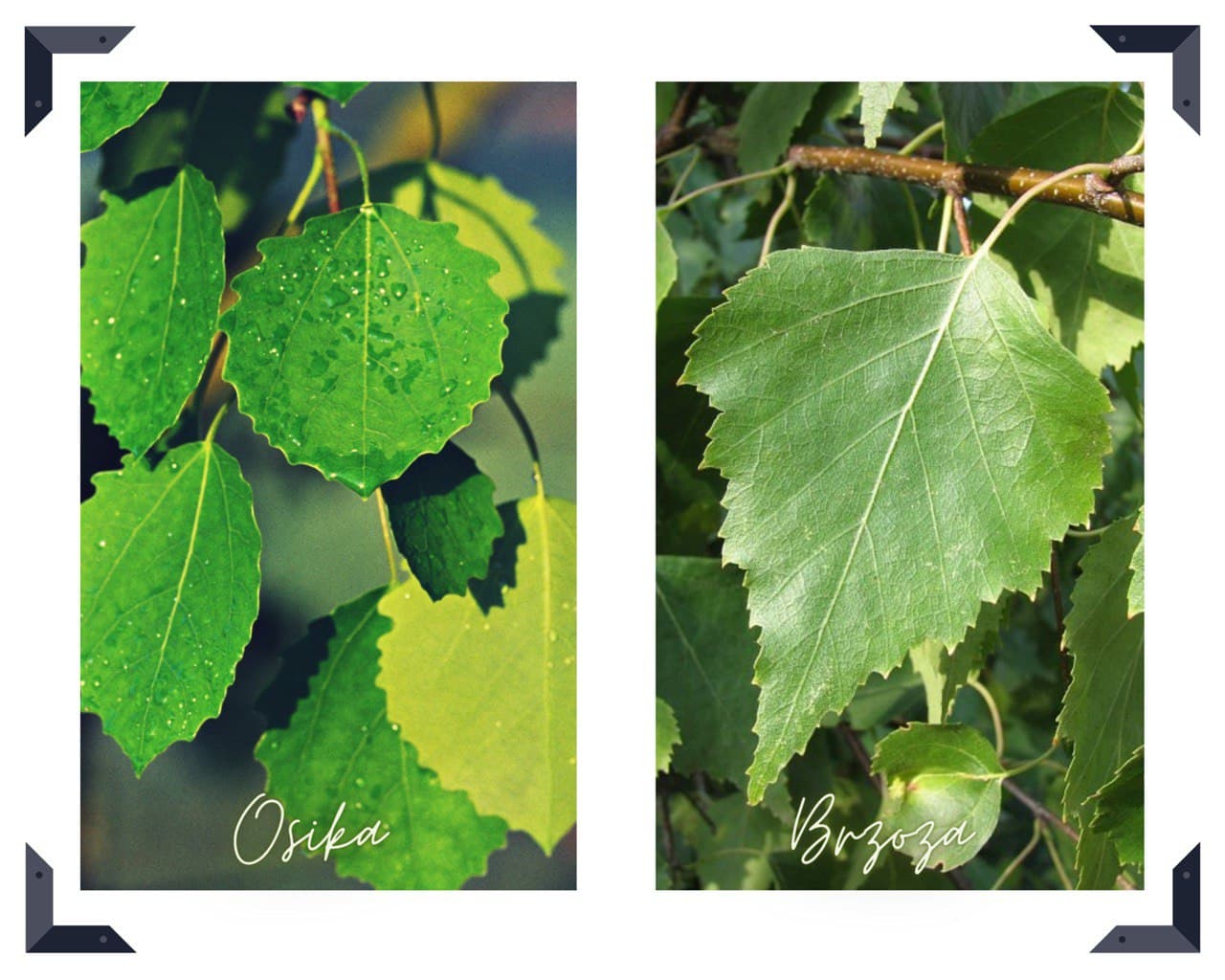 Nadzieja Dla Ciebie: Drzewa - brzoza i osika