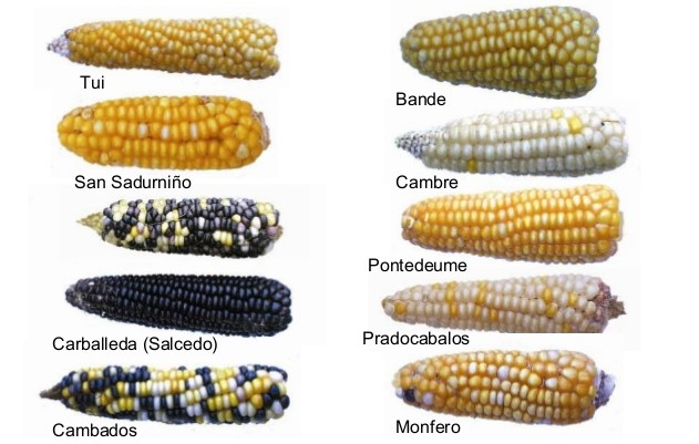 O Millo na Cultura Galega | Slow Food Compostela