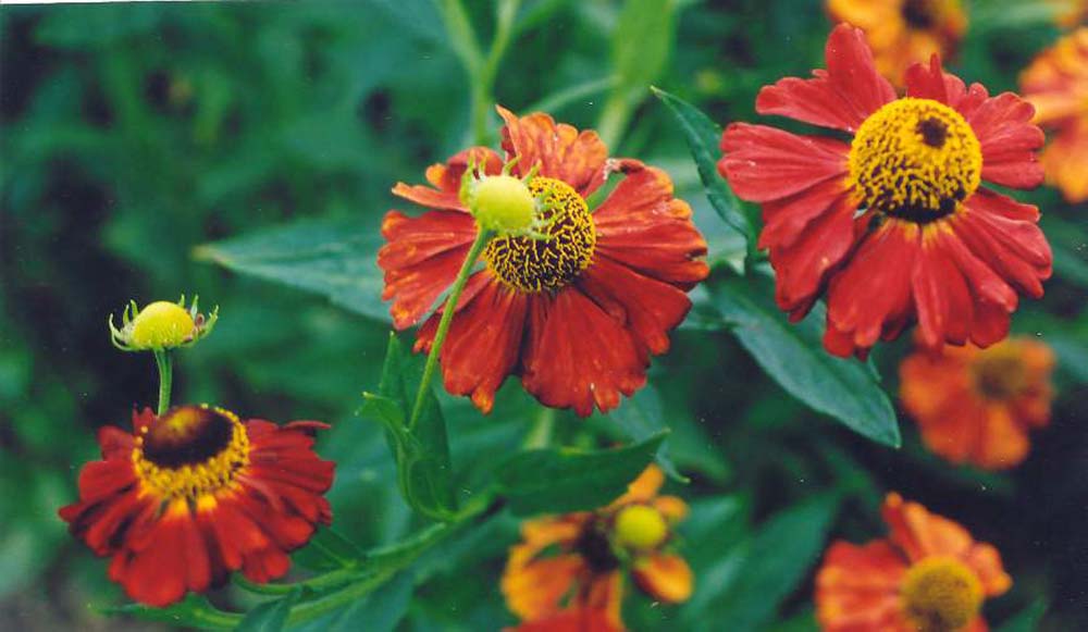 Rosi's Garden.Fleurs et Jardin: Helenium 'Bruno'
