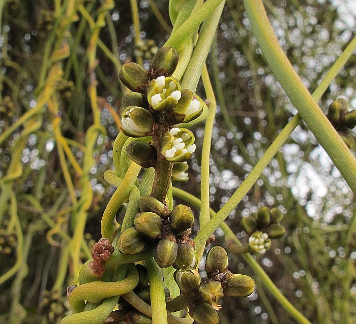 Esperance Wildflowers: Cassytha melantha - Large Dodder Laurel