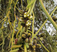 Esperance Wildflowers: Cassytha melantha - Large Dodder Laurel