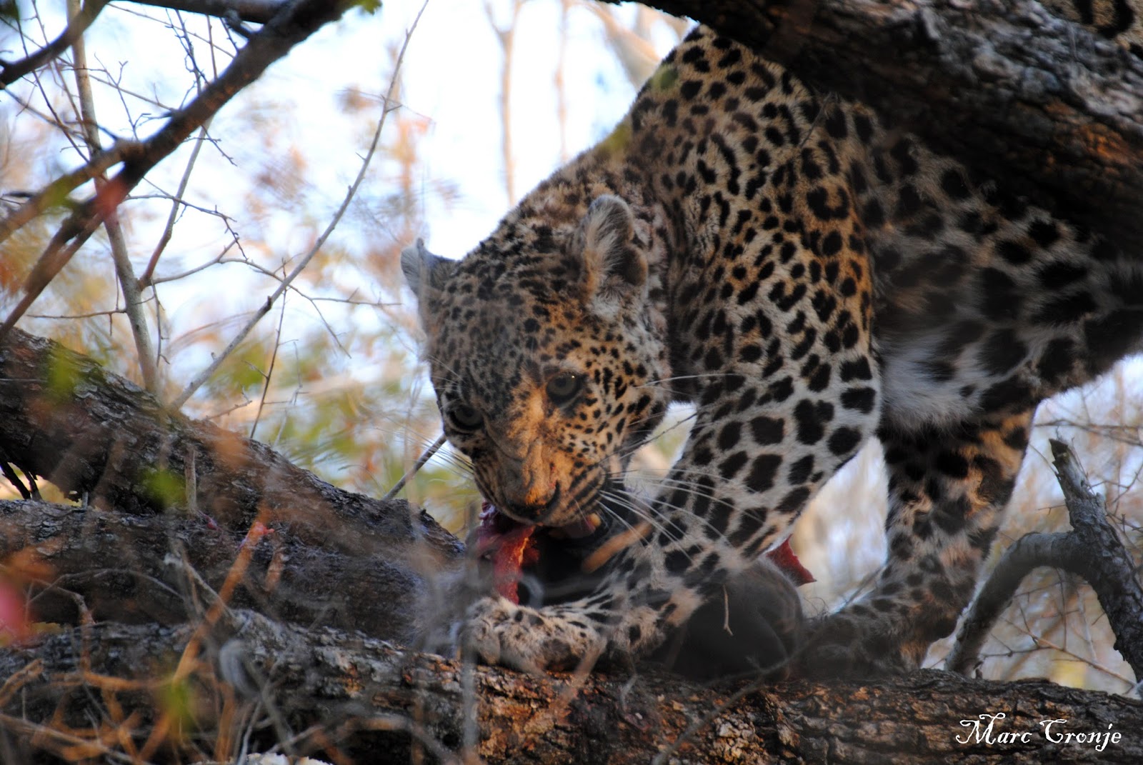 Leopard Identification Project: Leopard With Baboon Kill