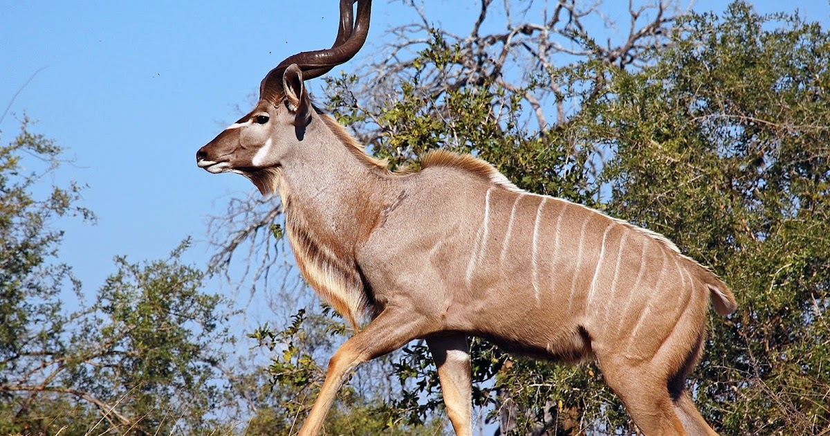 Plants, insects and animals: Greater kudu