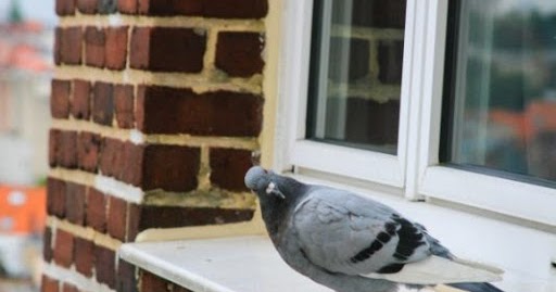 Homer the "Growing Up Brittingham House Pigeon"