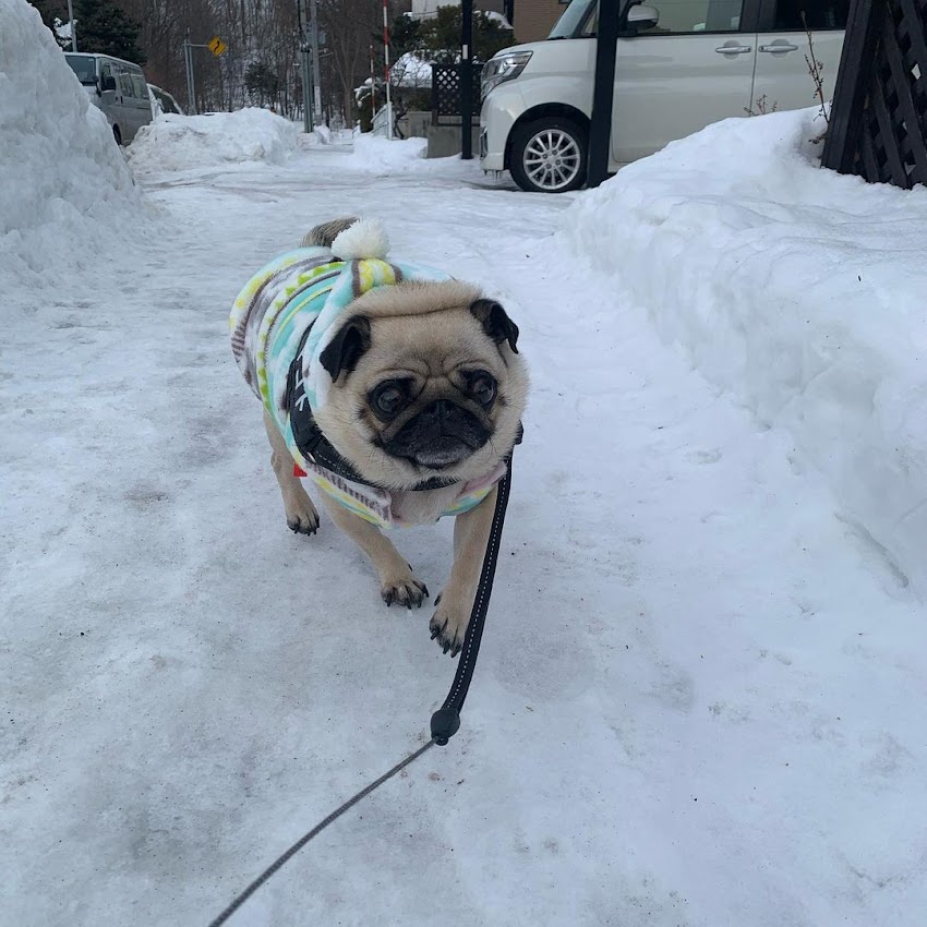 21 Funny Pug Photos That Made The Internet Go "Whoa" This Week