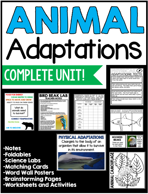 Creative Classroom Core: All About... Animal Adaptations: Bird Beak Lab