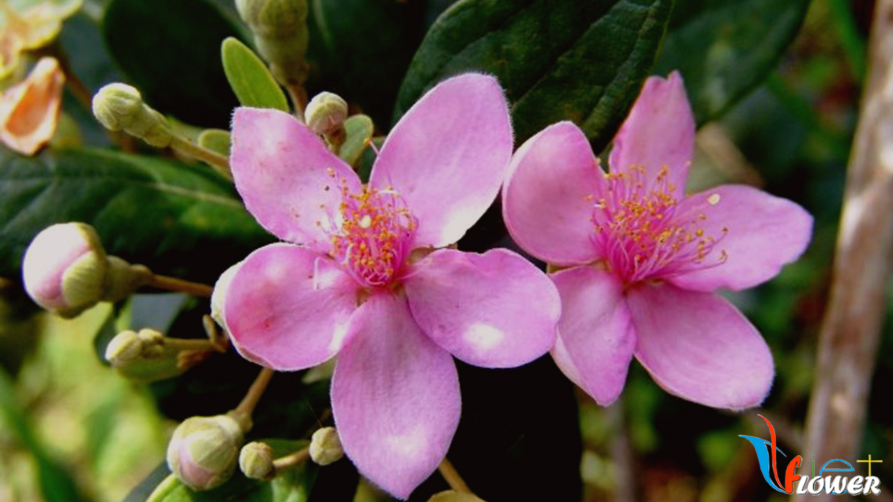 Ý nghĩa hoa sim tím