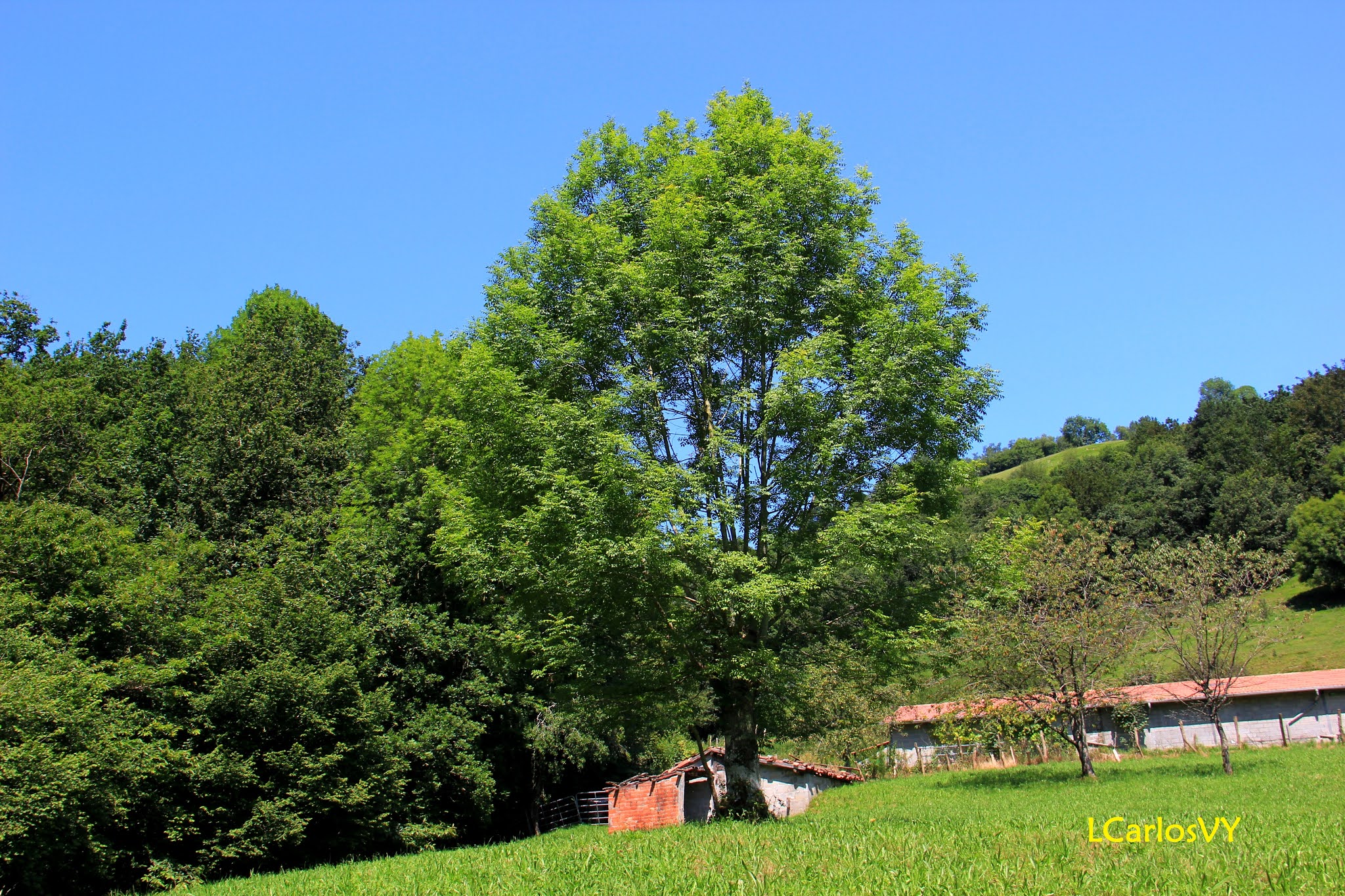 Arboles y arbustos silvestres de Asturias: Fresno común, fresnu ...