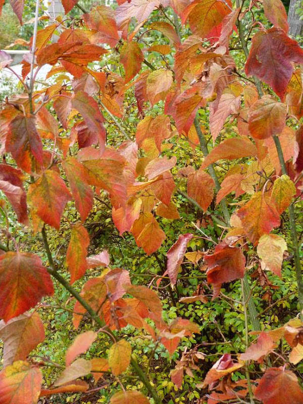 Les Pins Noirs: Acer Hersii, Cornus kousa "Great Star" ou Viburnum "Huron"