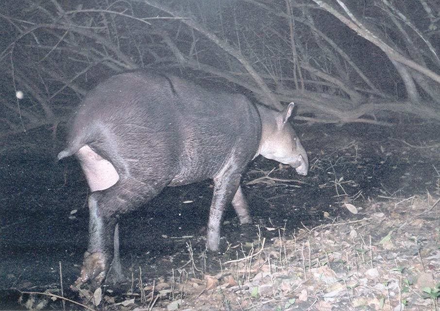 ECOAVENTURAS Y VIAJES: FAUNA. EL TAPIR CENTROAMERICANO