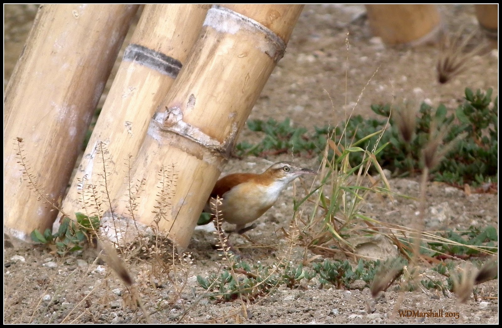 Birds of Ecuador ~ Las aves de Ecuador: Pale Legged Horneros