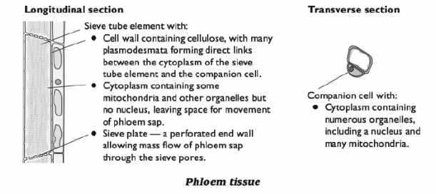 #41 Transport In phloem | Biology Notes for A level