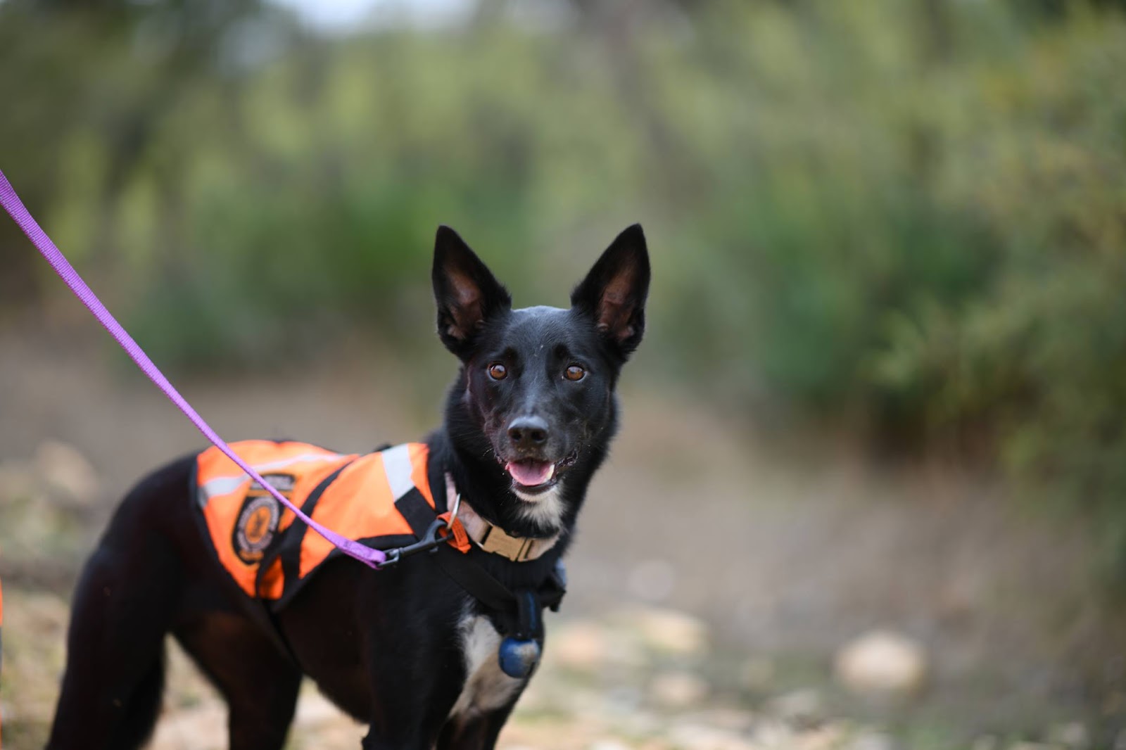 Search and Rescue Dogs Western Australian SES: Operational Search Dogs