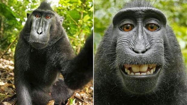 FAMOSO "SELFIE" DE UN MONO CREA BATALLA LEGAL ENTRE FOTÓGRAFO Y WIKIPEDIA