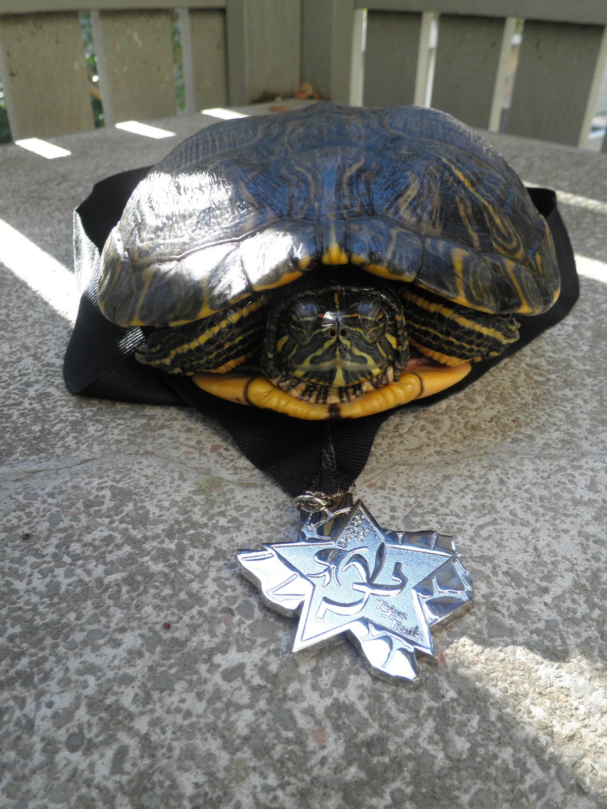 Running Myself into a Coma: 2013 Bandera 50K Race Recap