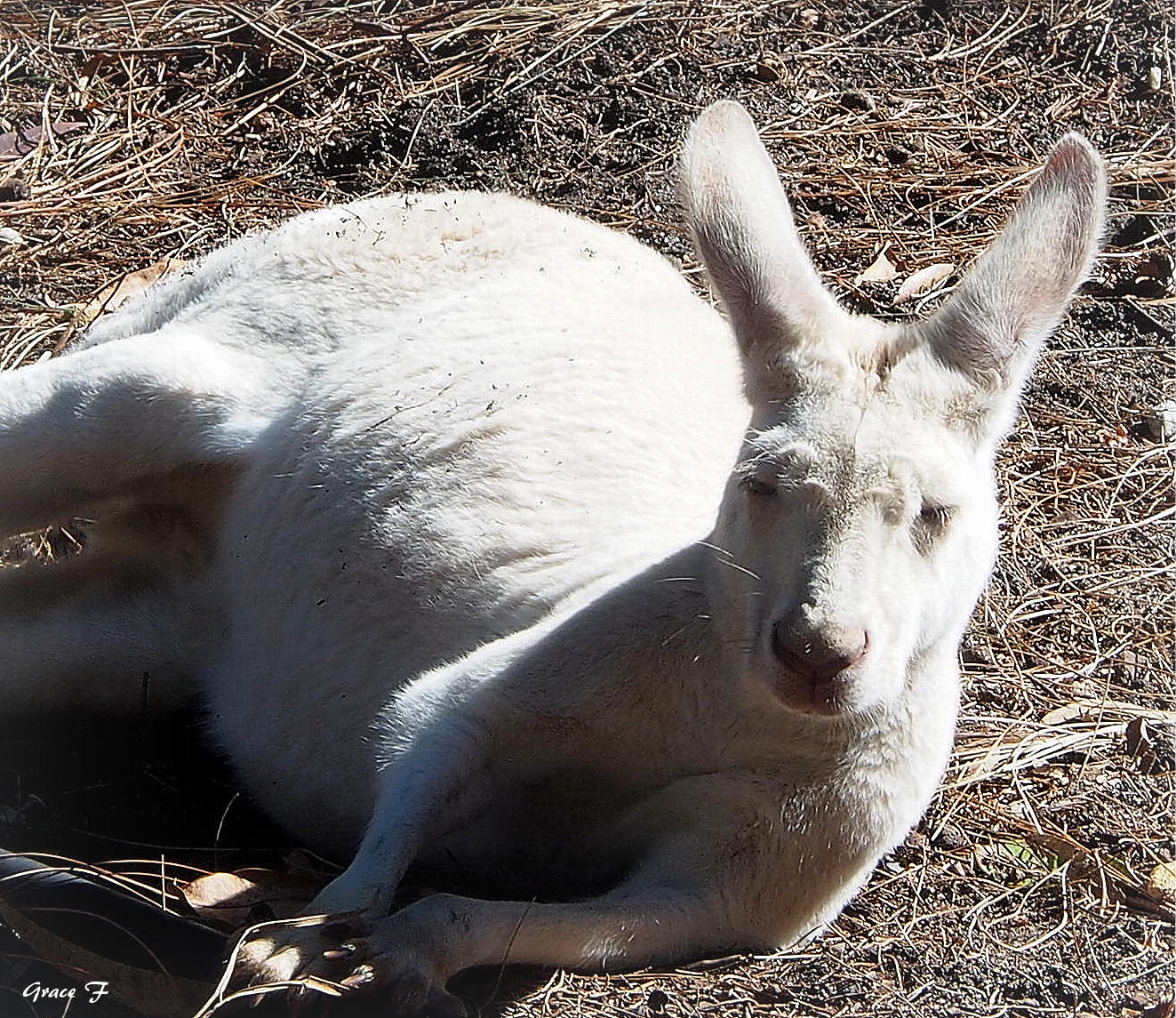 Perth Daily Photo : Albino Kangaroos.. Standing out in a mob.