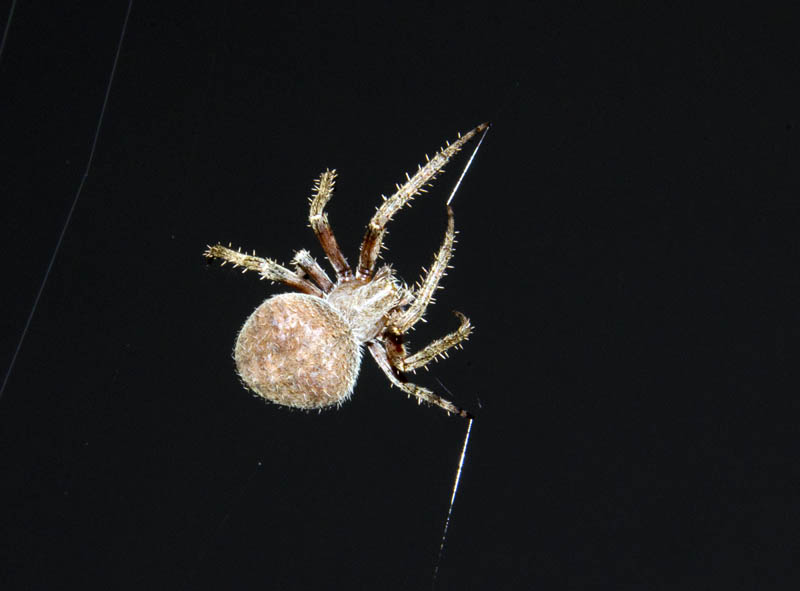 The Wayward Hawaiian: The Orb Weavers Are Back
