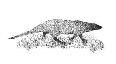 Alcoutim Livre: Os saca-rabos