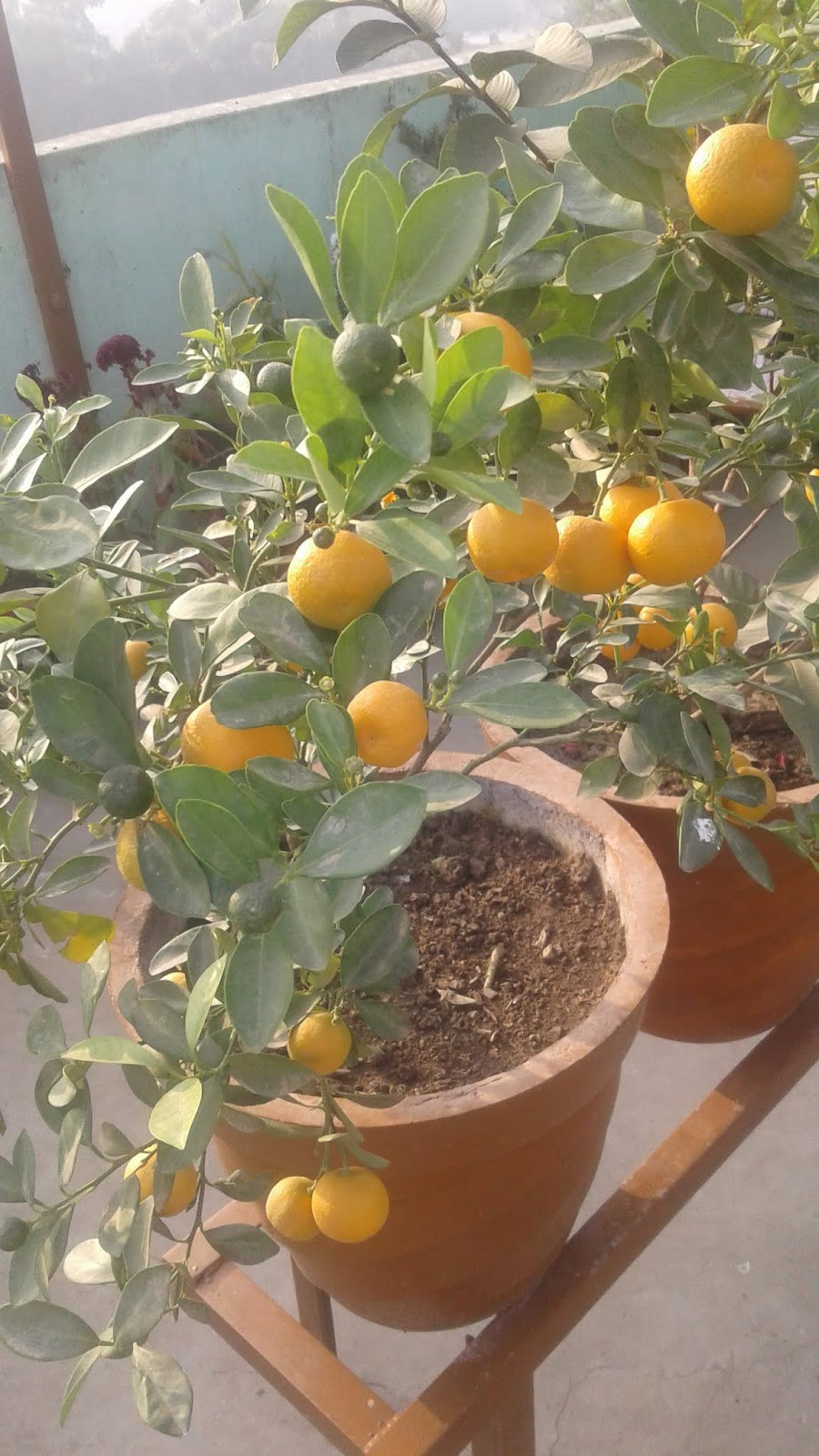 How to grow lemons. | Praveen garden