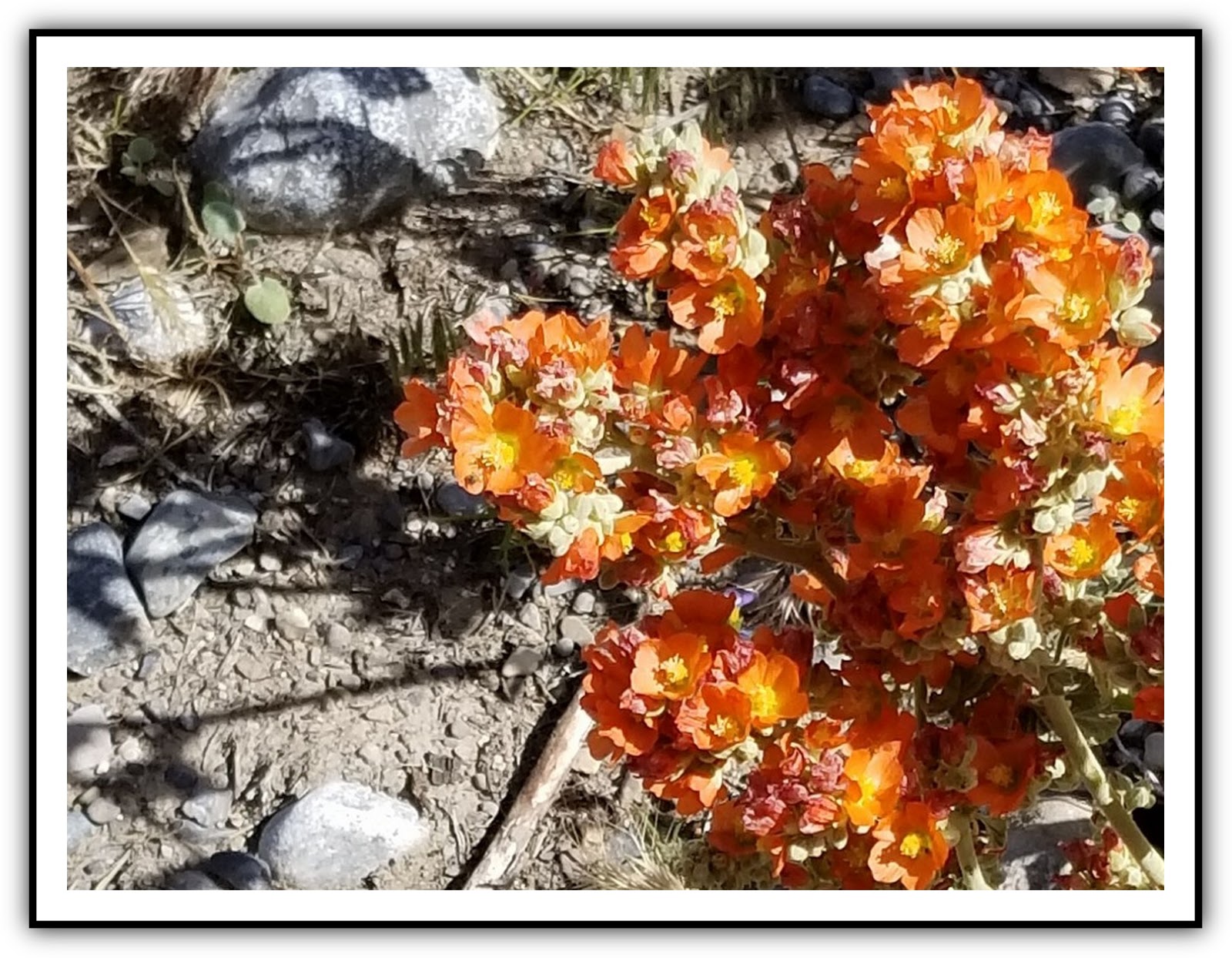 Ken's Photo Gallery: Kyle Canyon Slots - Summary Page