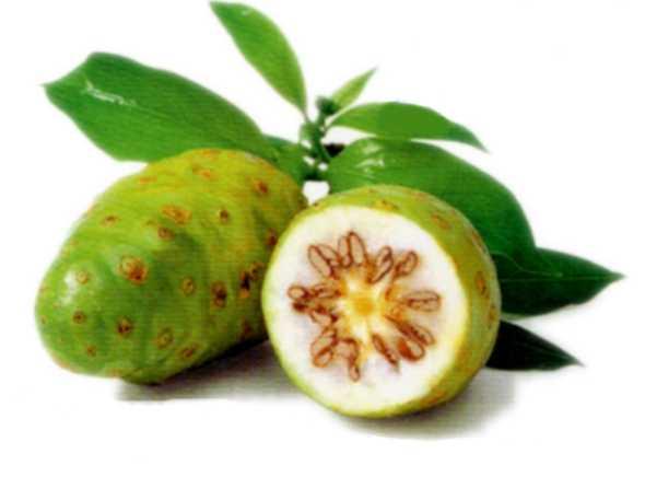 Benefits of Morinda citrifolia (Noni fruit) to herbal traditional part1