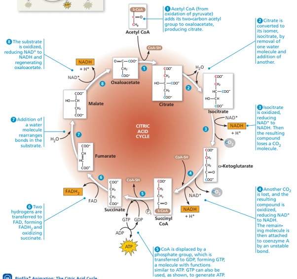 Tahapan Lengkap Respirasi Aerob ( Glikolisis, DO, Siklus Krebs, dan ...